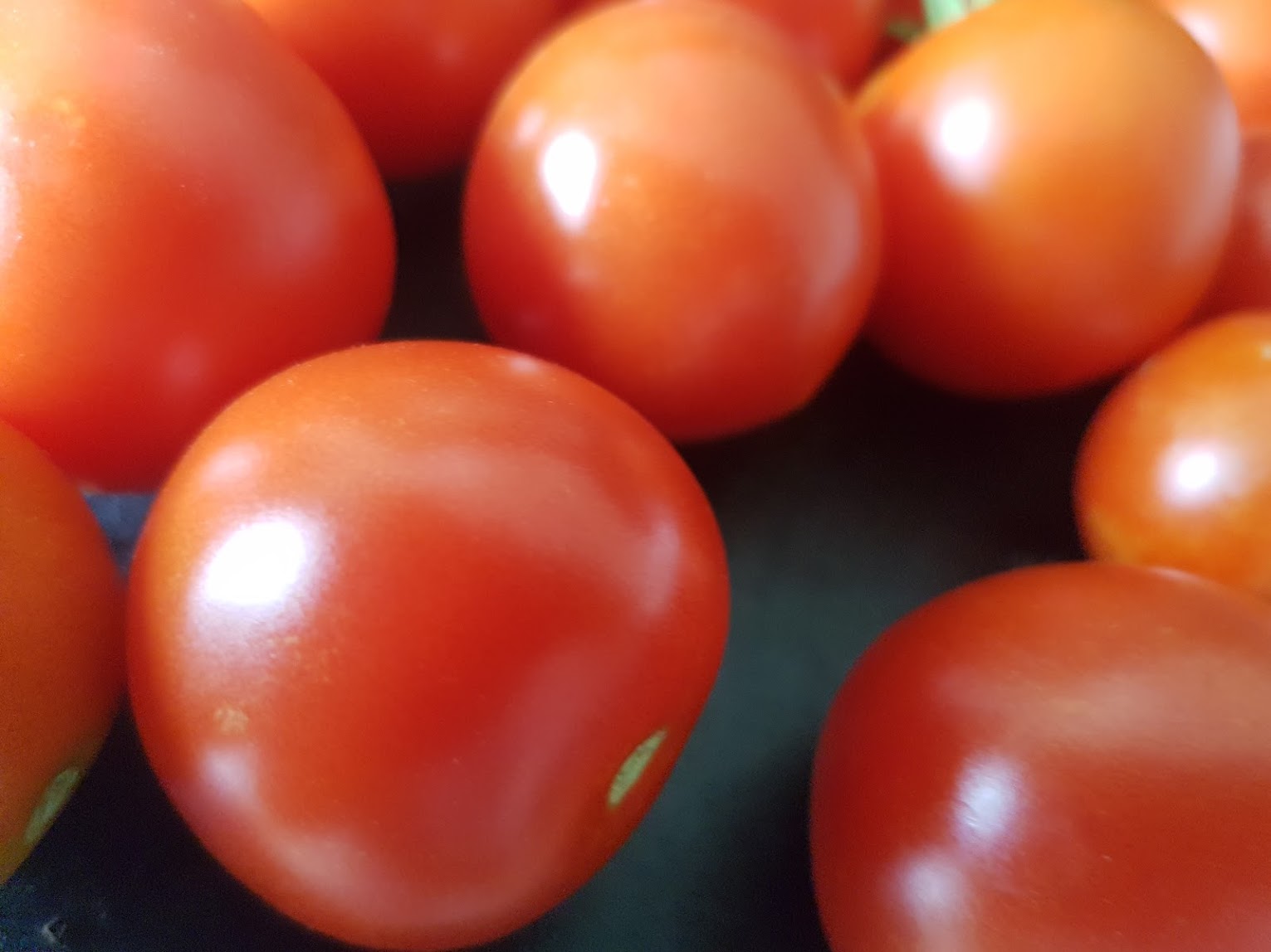 Self Grown Mini-Tomatoes - Indy-CA the Dog